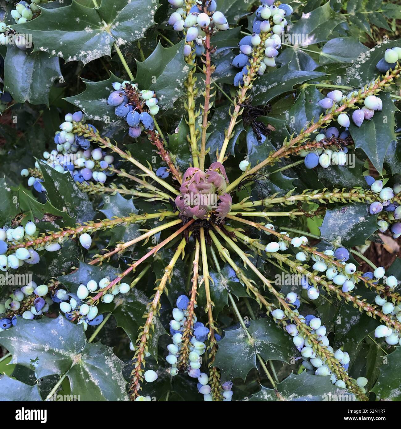 Ornamental shrubs hi-res stock photography and images - Alamy