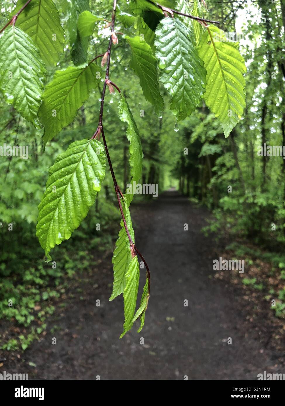 Wet spring hi-res stock photography and images - Alamy