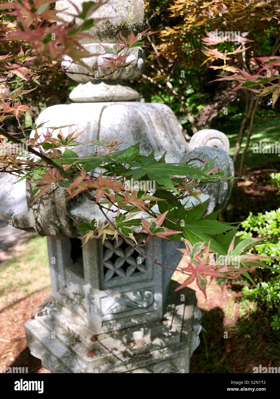 Japanese maple and lantern in the woodland garden Stock Photo - Alamy