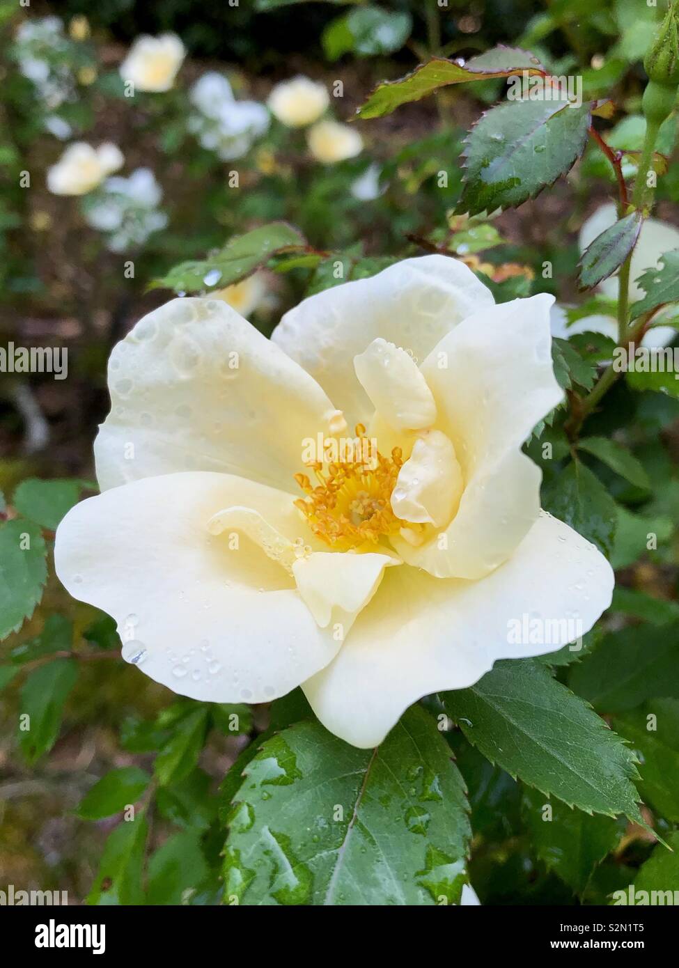 Simple pale yellow rose in the morning garden after a rain Stock Photo ...