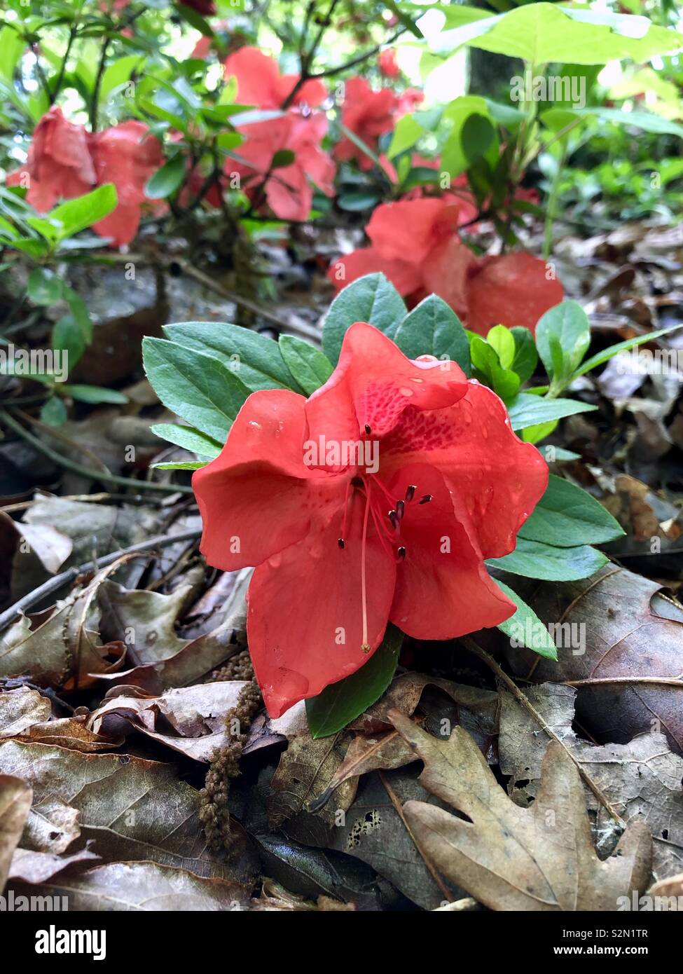 Red azaleas hi-res stock photography and images - Alamy