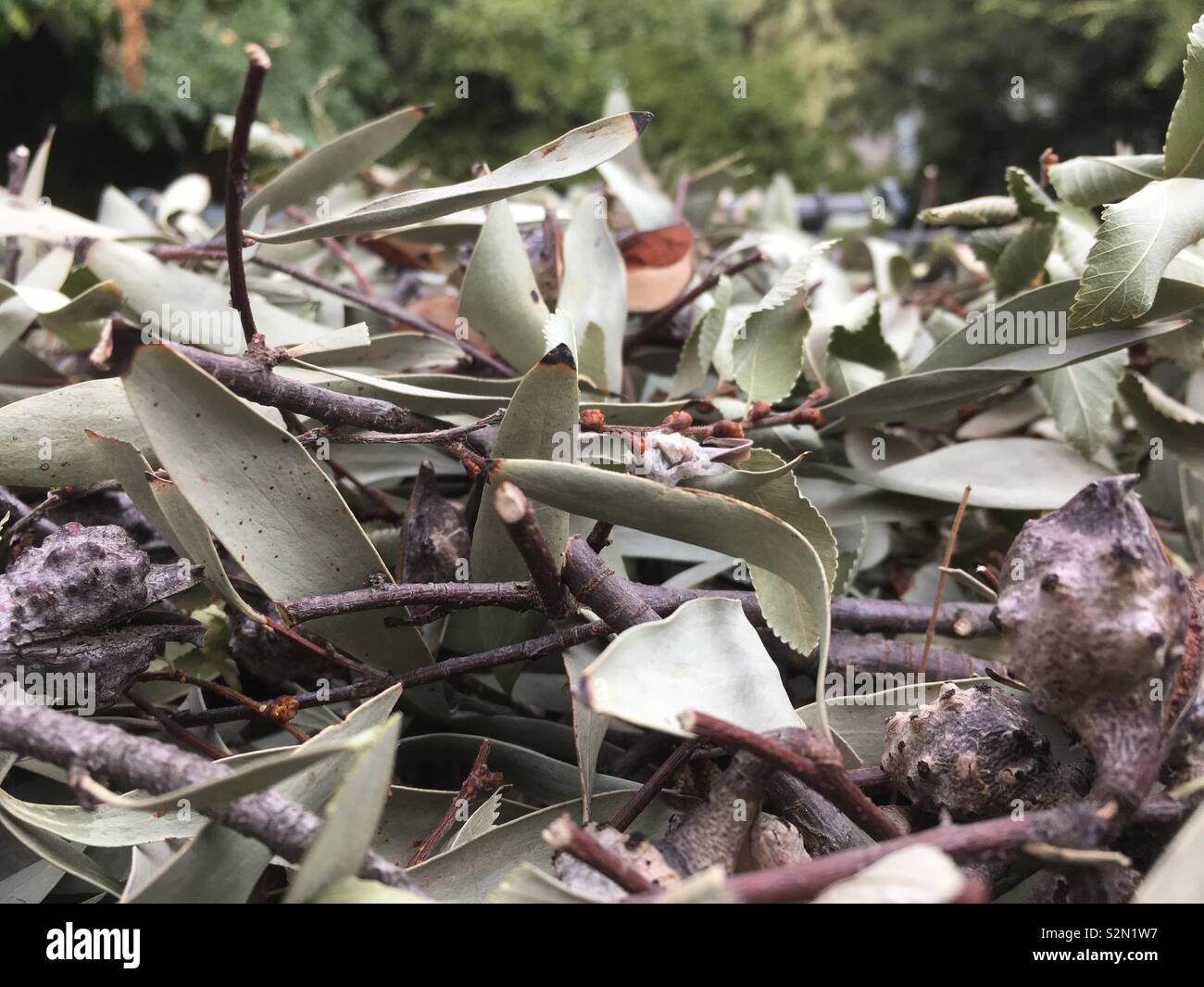 Full twigs hi-res stock photography and images - Alamy