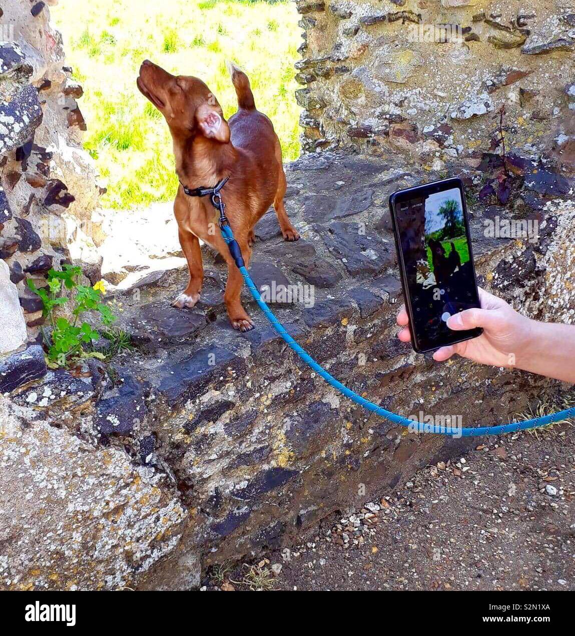 Dog posing for his photo to be taken Stock Photo - Alamy