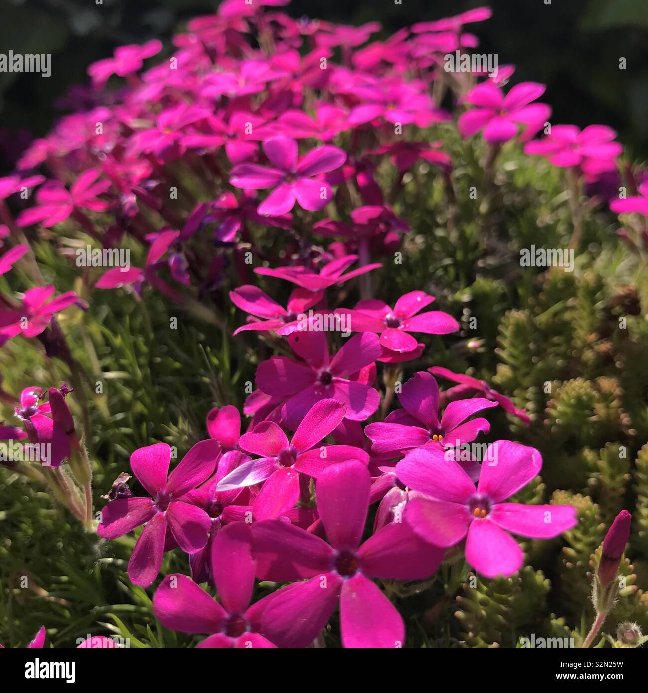 Bright pink flowers in May Stock Photo - Alamy
