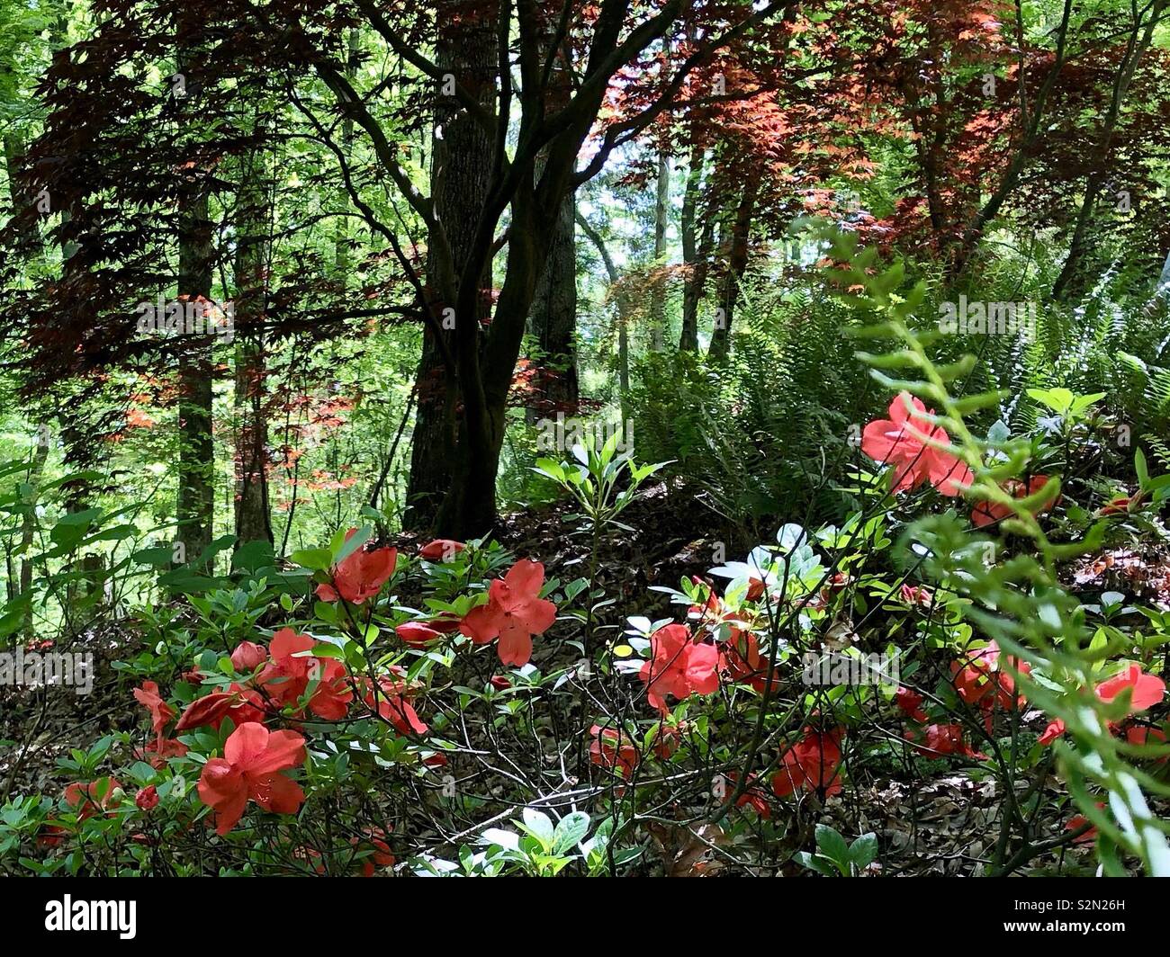 Red azaleas in shaded woodland. Lush greens of spring Stock Photo - Alamy