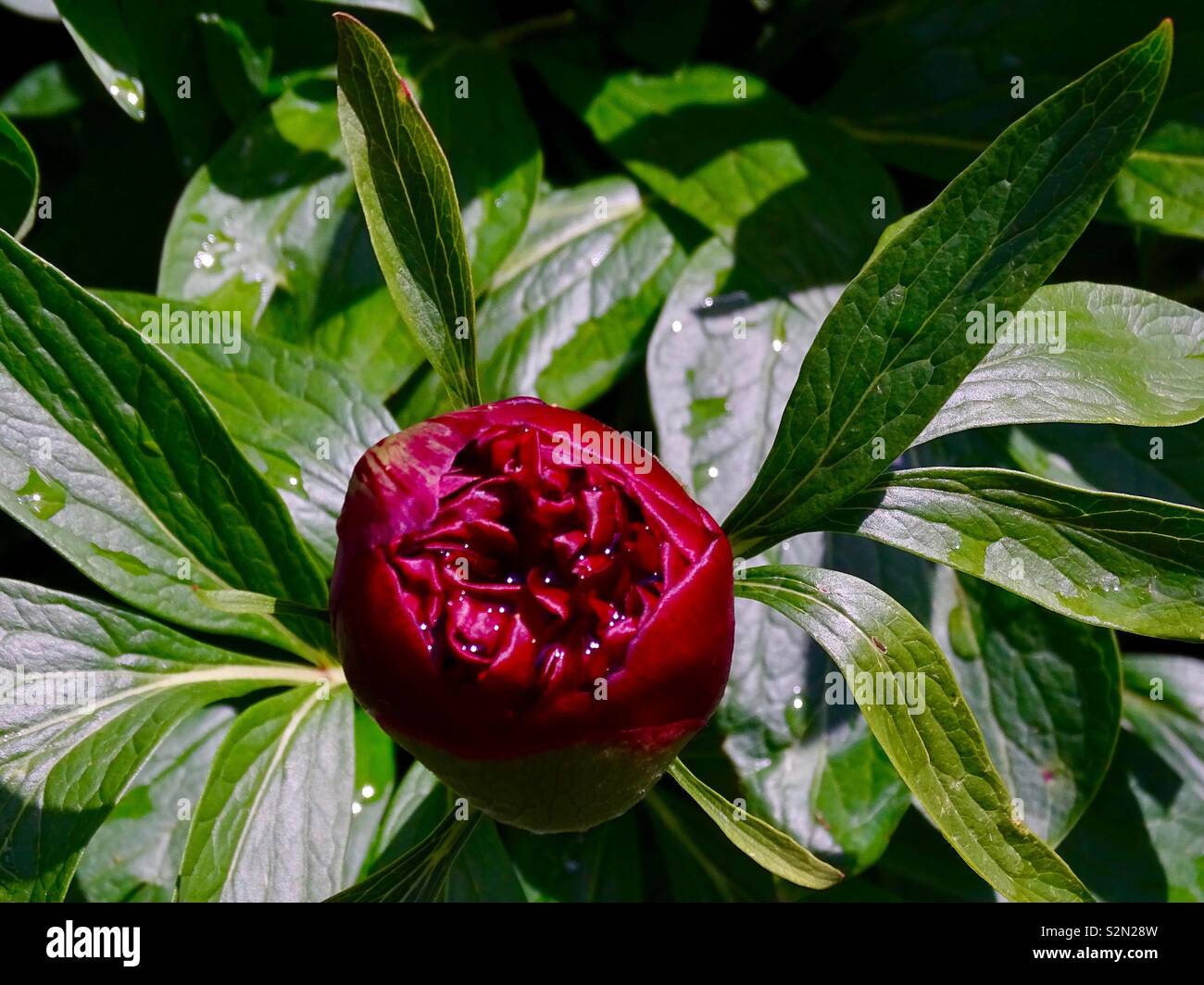 Red plants hi-res stock photography and images - Alamy