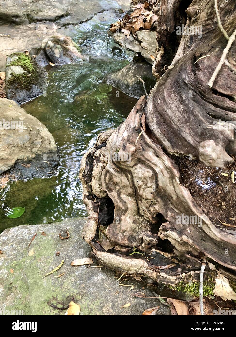 Gnarled roots hi-res stock photography and images - Alamy