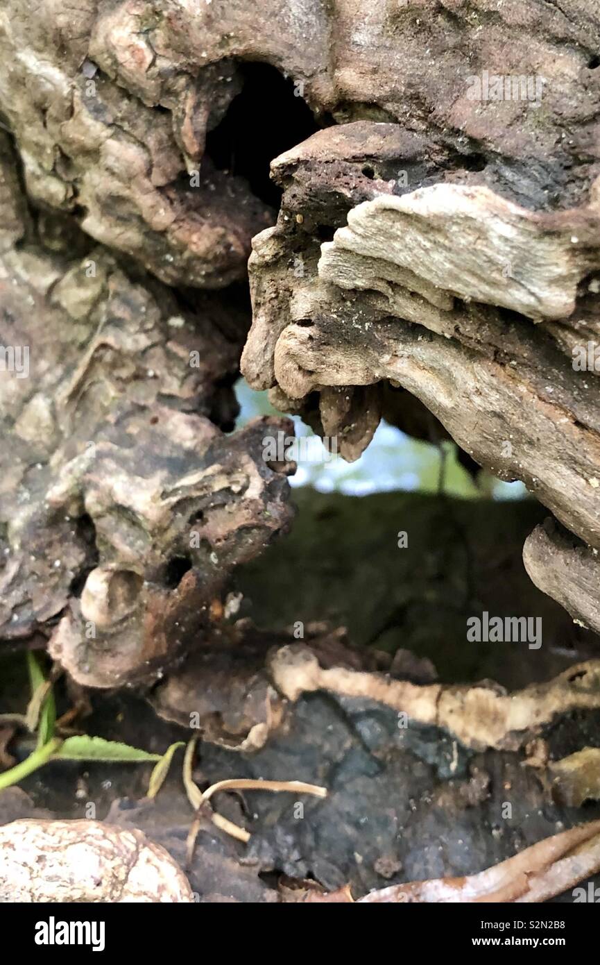 Gnarled Roots High Resolution Stock Photography and Images - Alamy