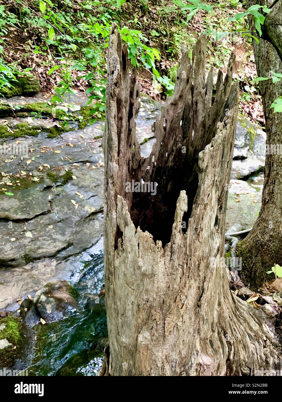Hollow Tree Stump High Resolution Stock Photography and Images - Alamy
