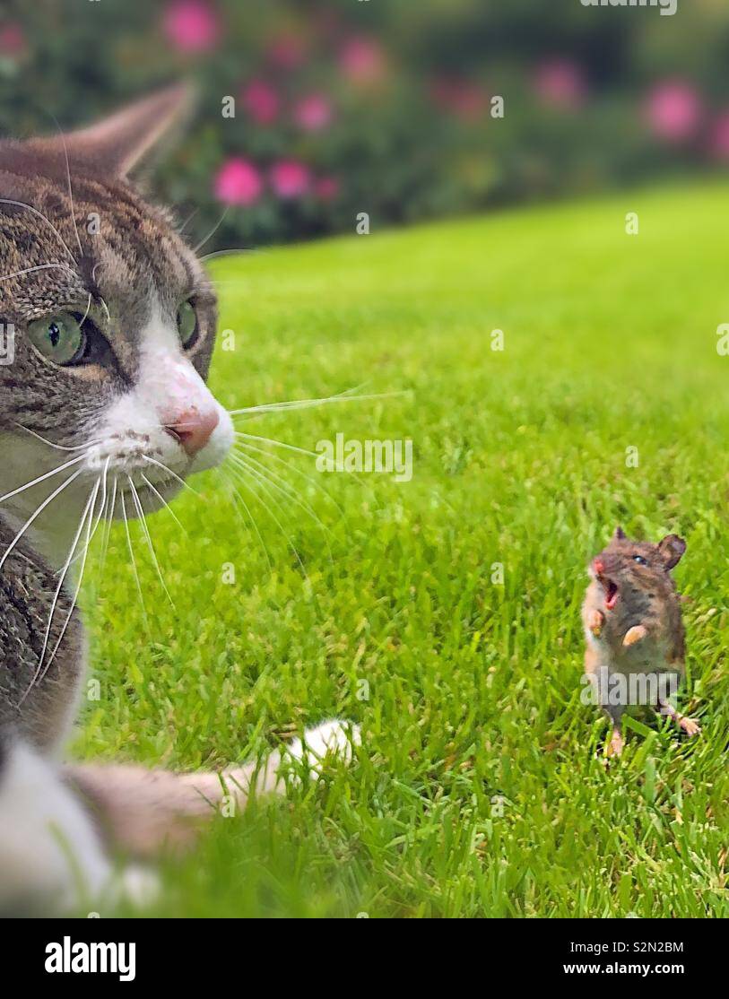 The mouse remained still alive Stock Photo - Alamy