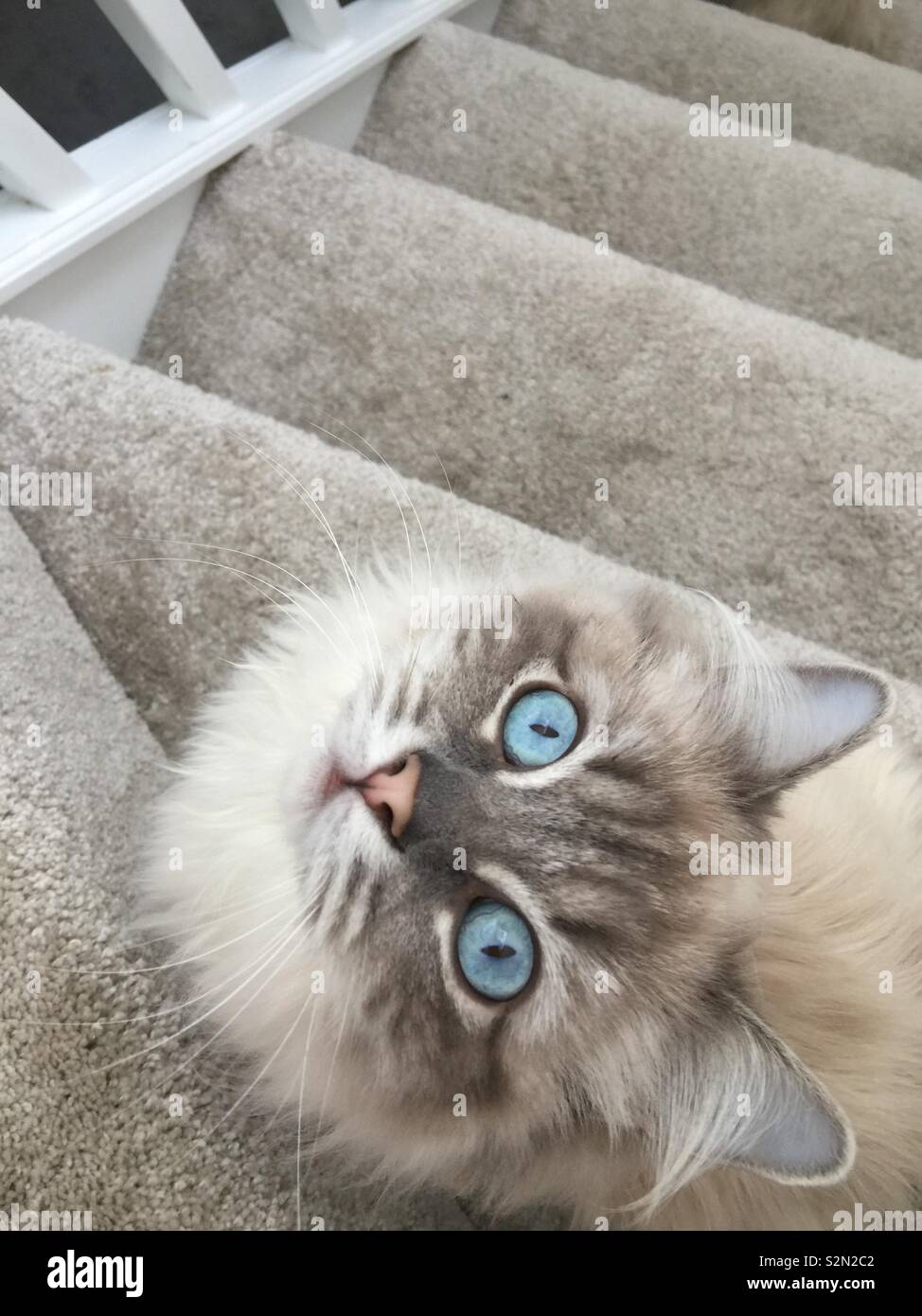 Blue Lynx Ragdoll Cat Stock Photo - Alamy