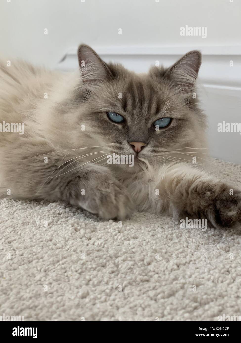Blue Lynx Ragdoll Cat