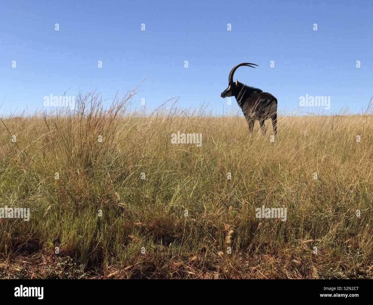 Animals of grasslands hi-res stock photography and images - Alamy