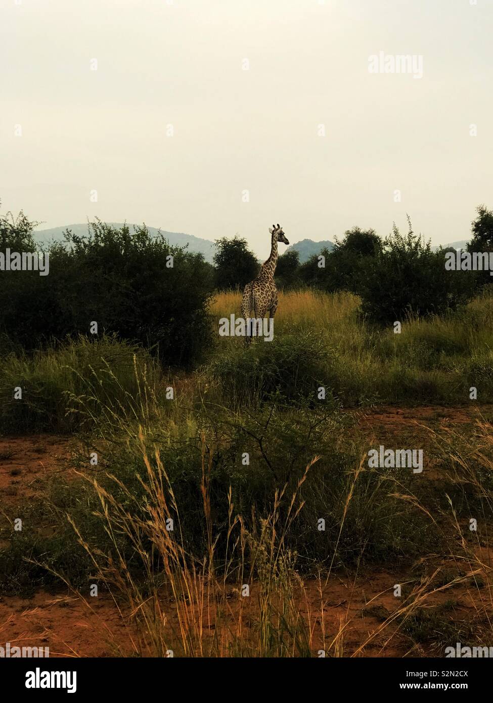 Giraffe in the grasslands of South Africa Stock Photo - Alamy