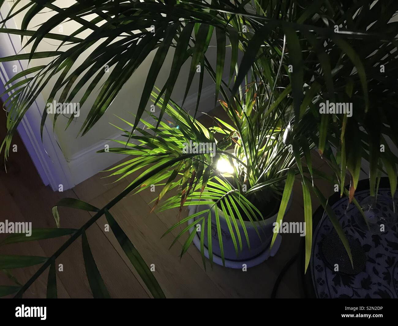 Dramatic Photo of a plant Stock Photo - Alamy