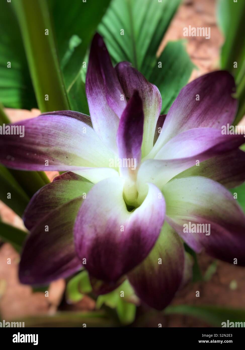Curcuma flower in the garden. The picture was taken in the afternoon in ...