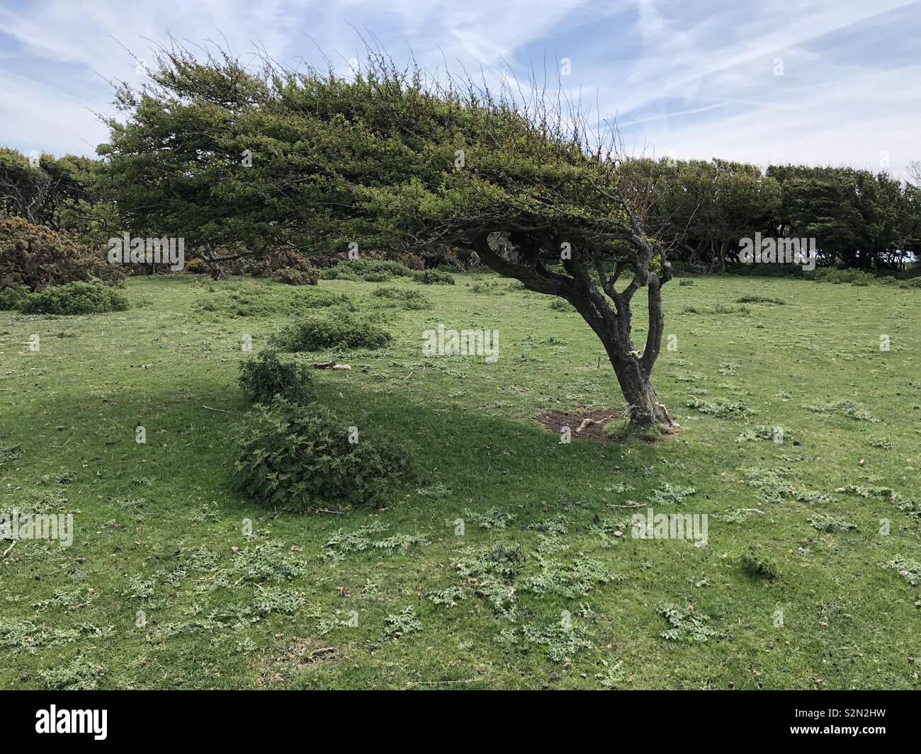Wind blown tree hi-res stock photography and images - Alamy