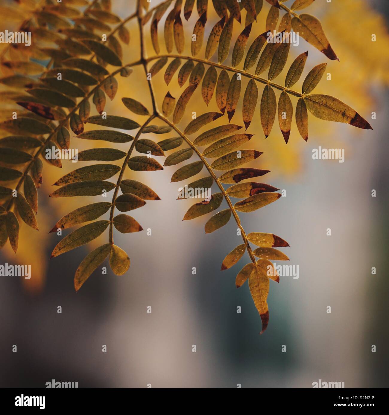 brown tree leaves in summer Stock Photo - Alamy
