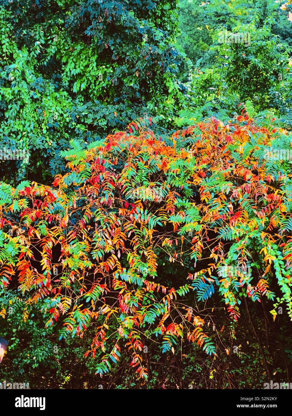 Poison sumac hi-res stock photography and images - Alamy
