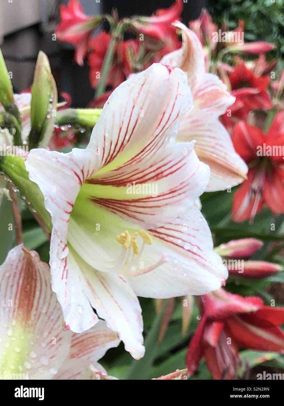 Red and white amaryllis hi-res stock photography and images - Alamy
