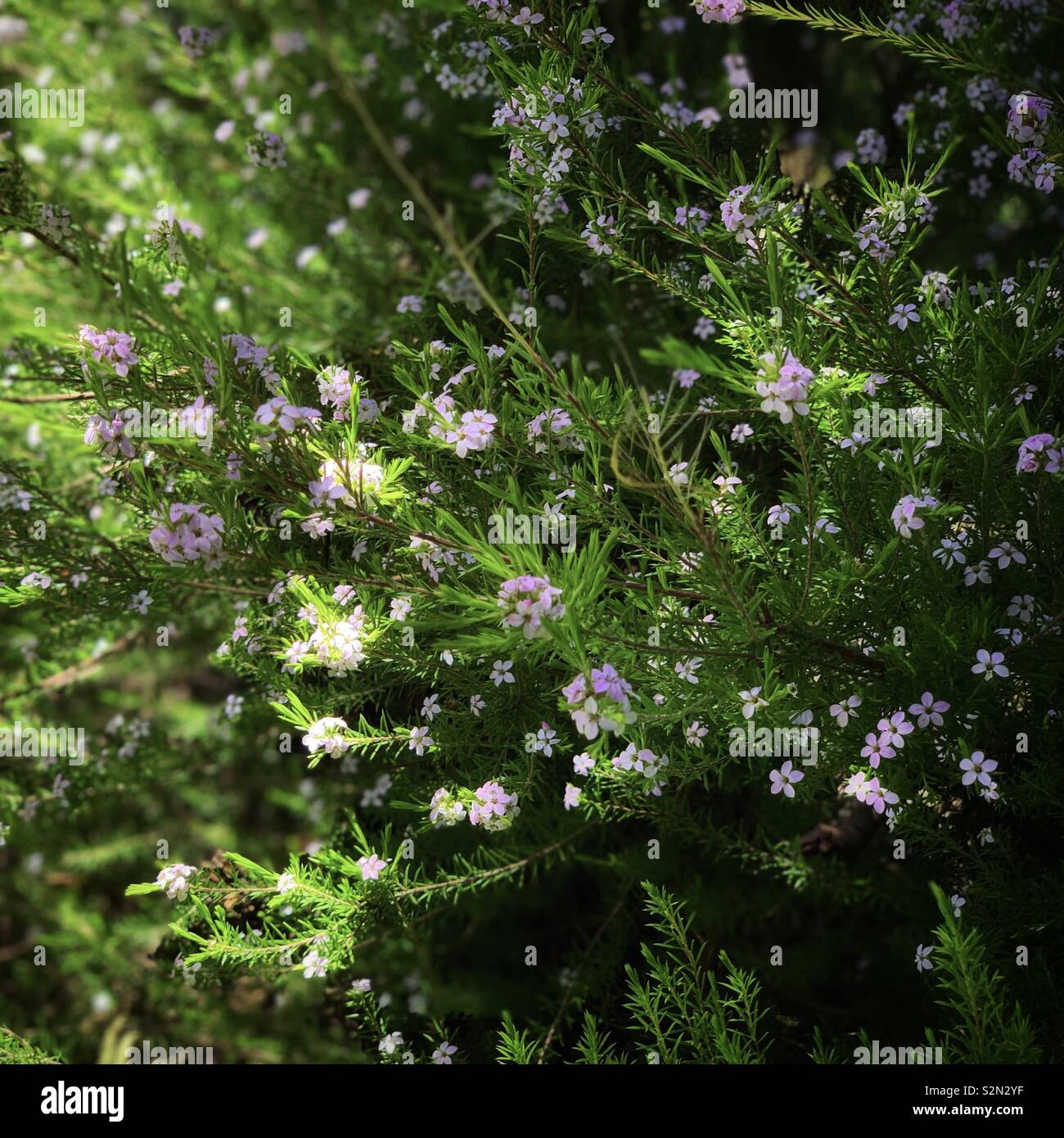 Baeckea frutescens hi-res stock photography and images - Alamy