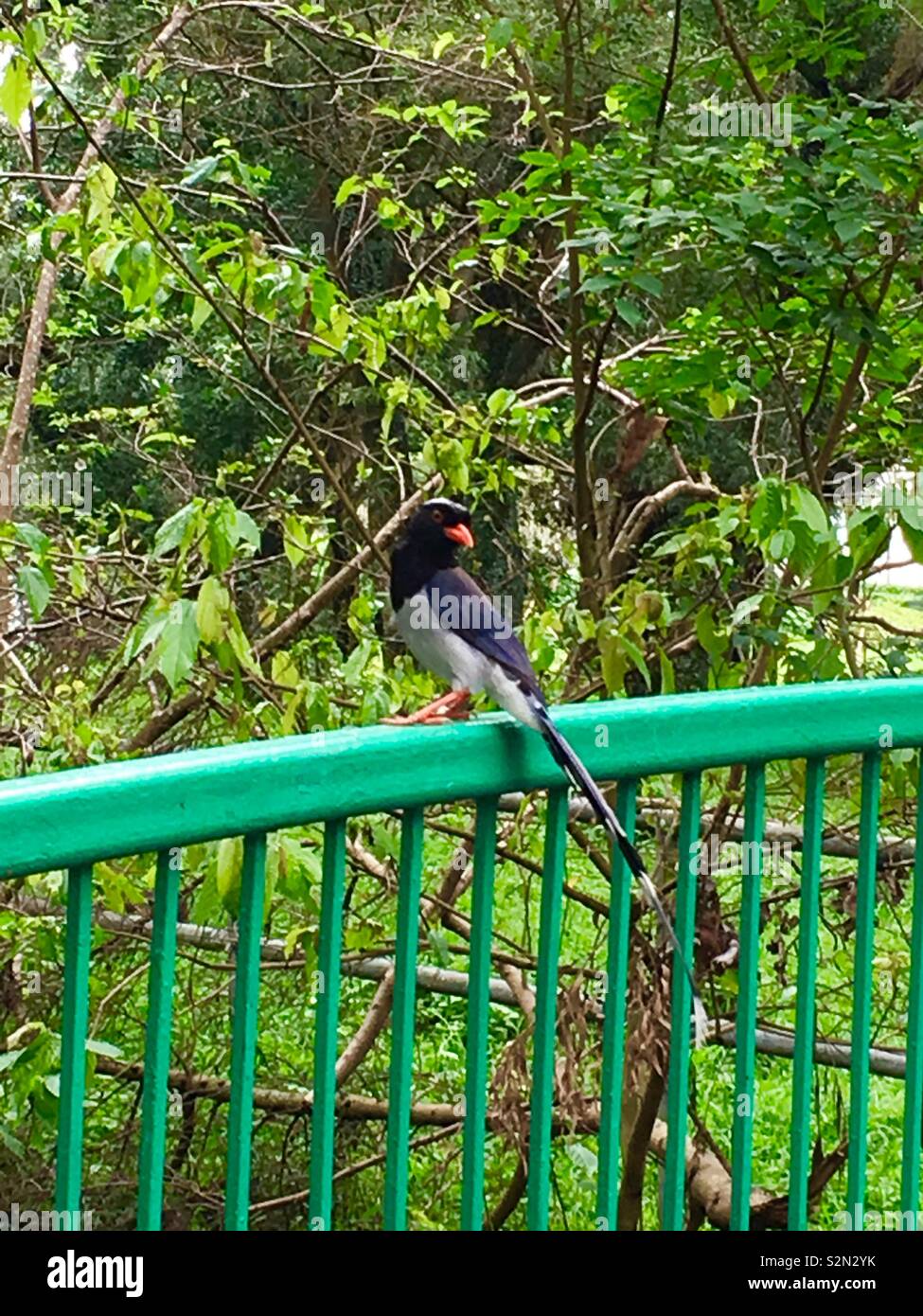 Red color bird hi-res stock photography and images - Alamy