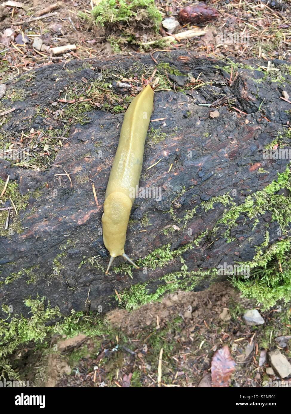 Giant Banana Slug Stock Photo - Alamy