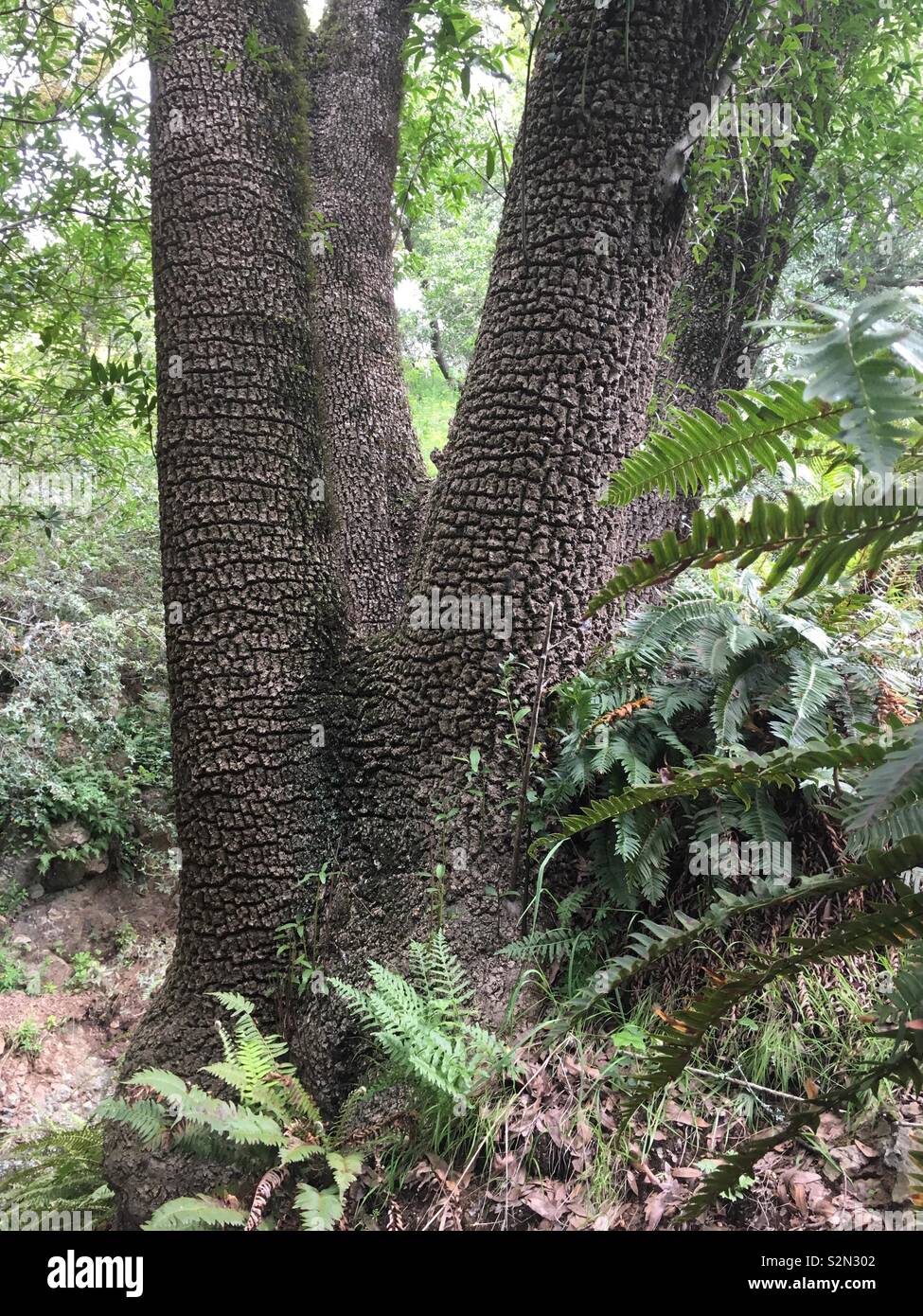 Jurassic bark hi-res stock photography and images - Alamy