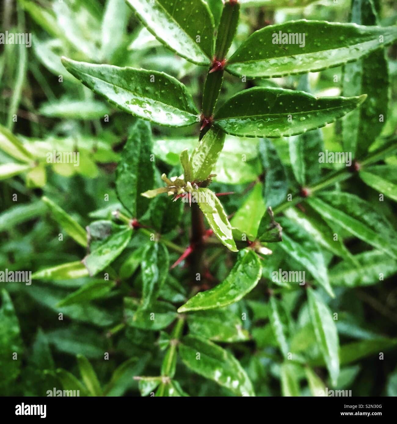 Little buds is beautiful Stock Photo - Alamy