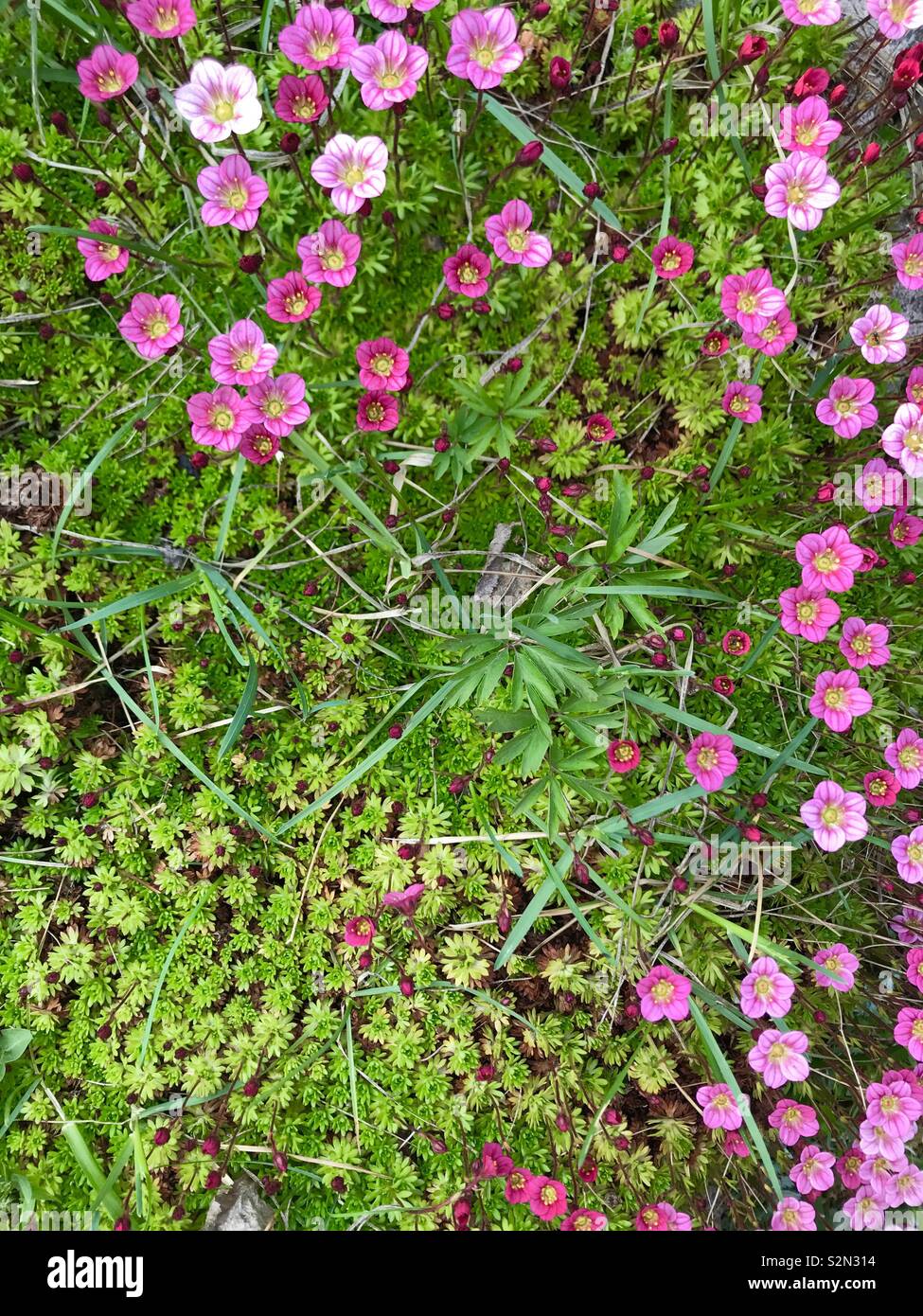 Pink flower field hi-res stock photography and images - Alamy