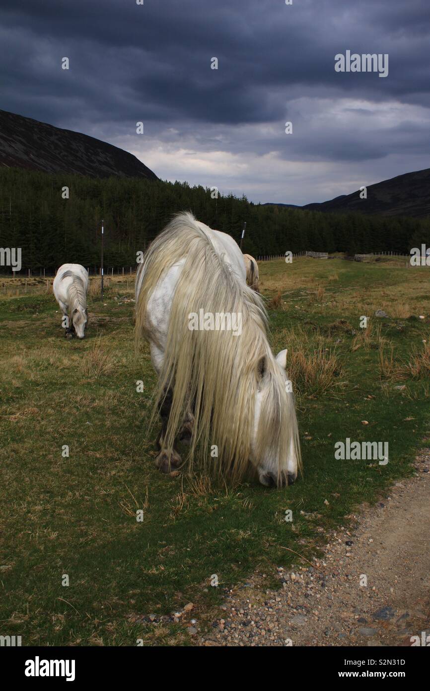 wild white Scottish highland ponies Stock Photo - Alamy