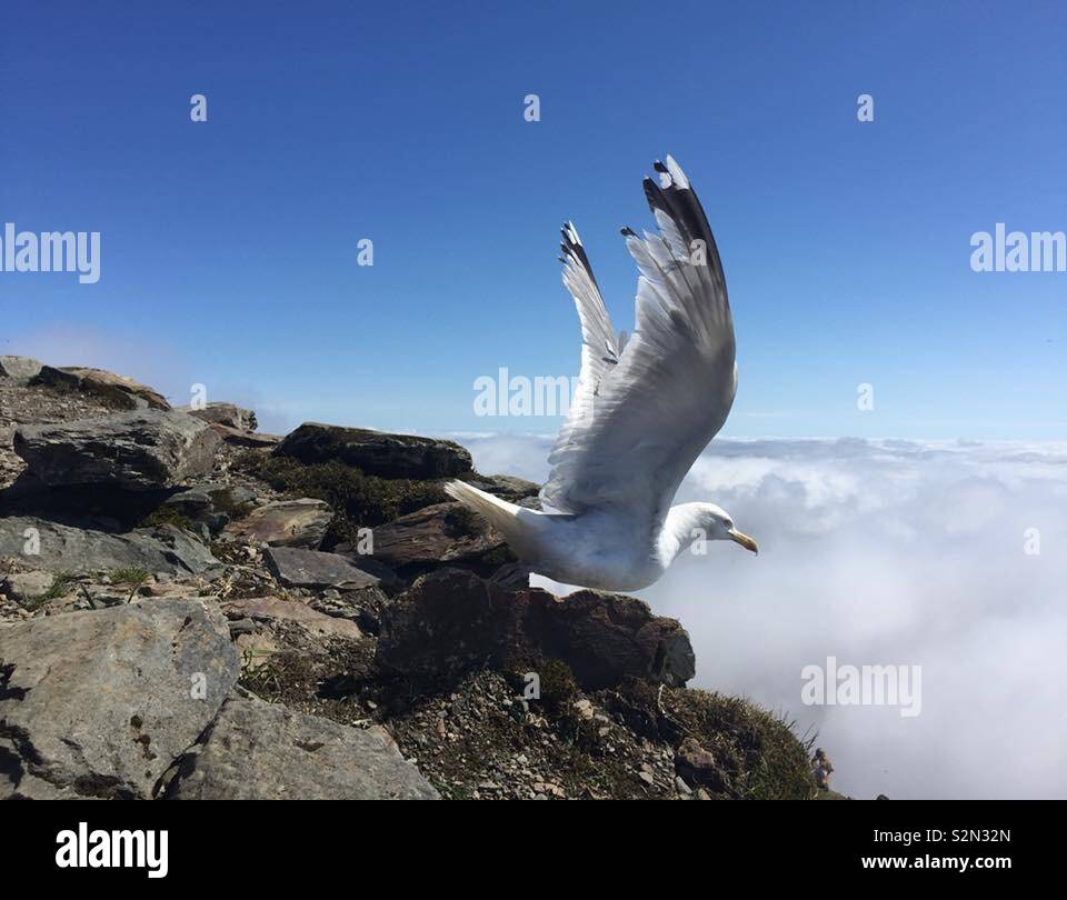 Bird taking off from rocky cliff edge Stock Photo - Alamy