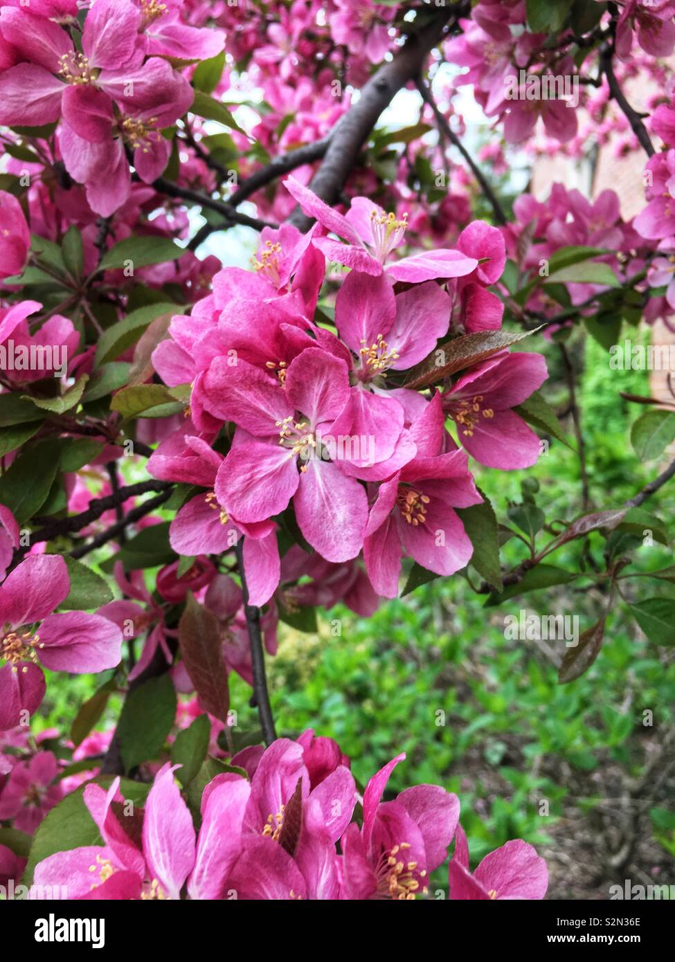 Beautiful perfect spring pink apple tree blossoms growing on the apple ...