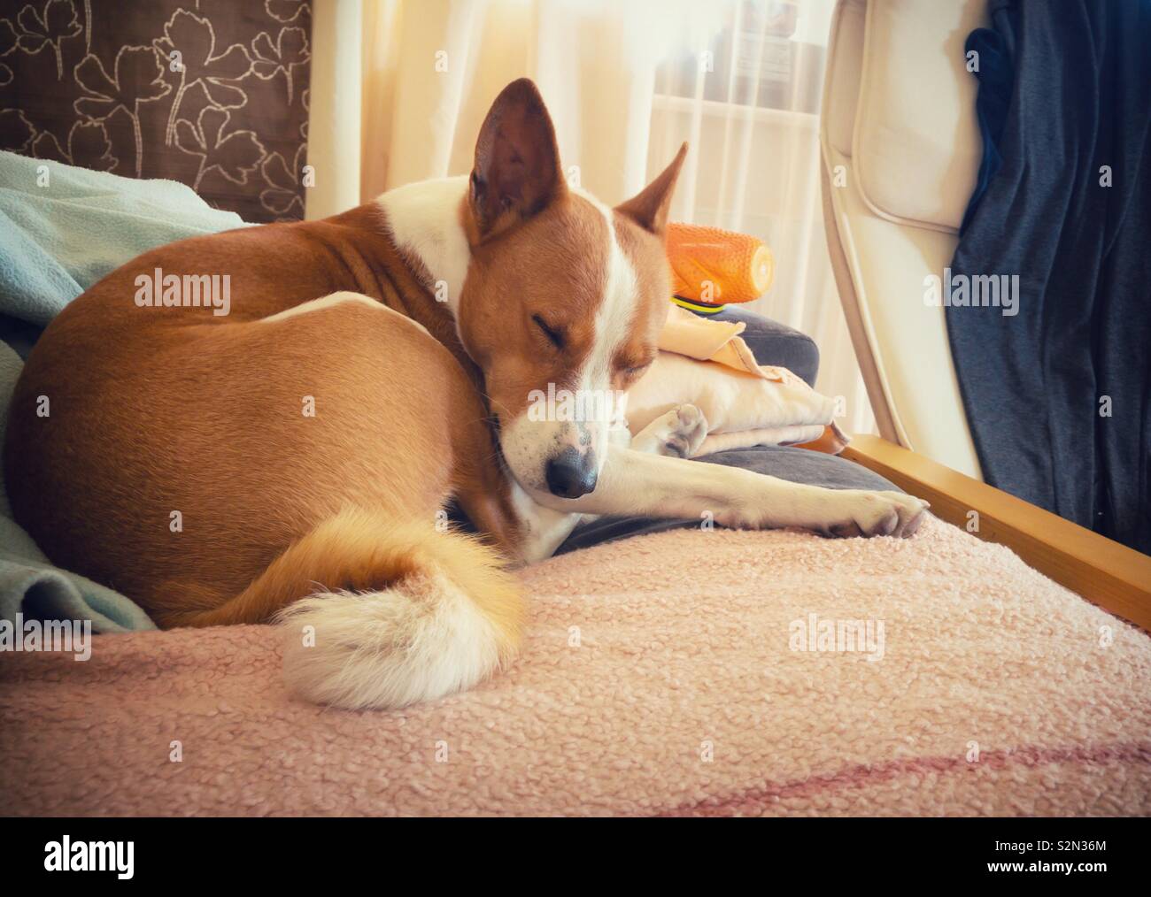 Basenji High Resolution Stock Photography and Images - Alamy