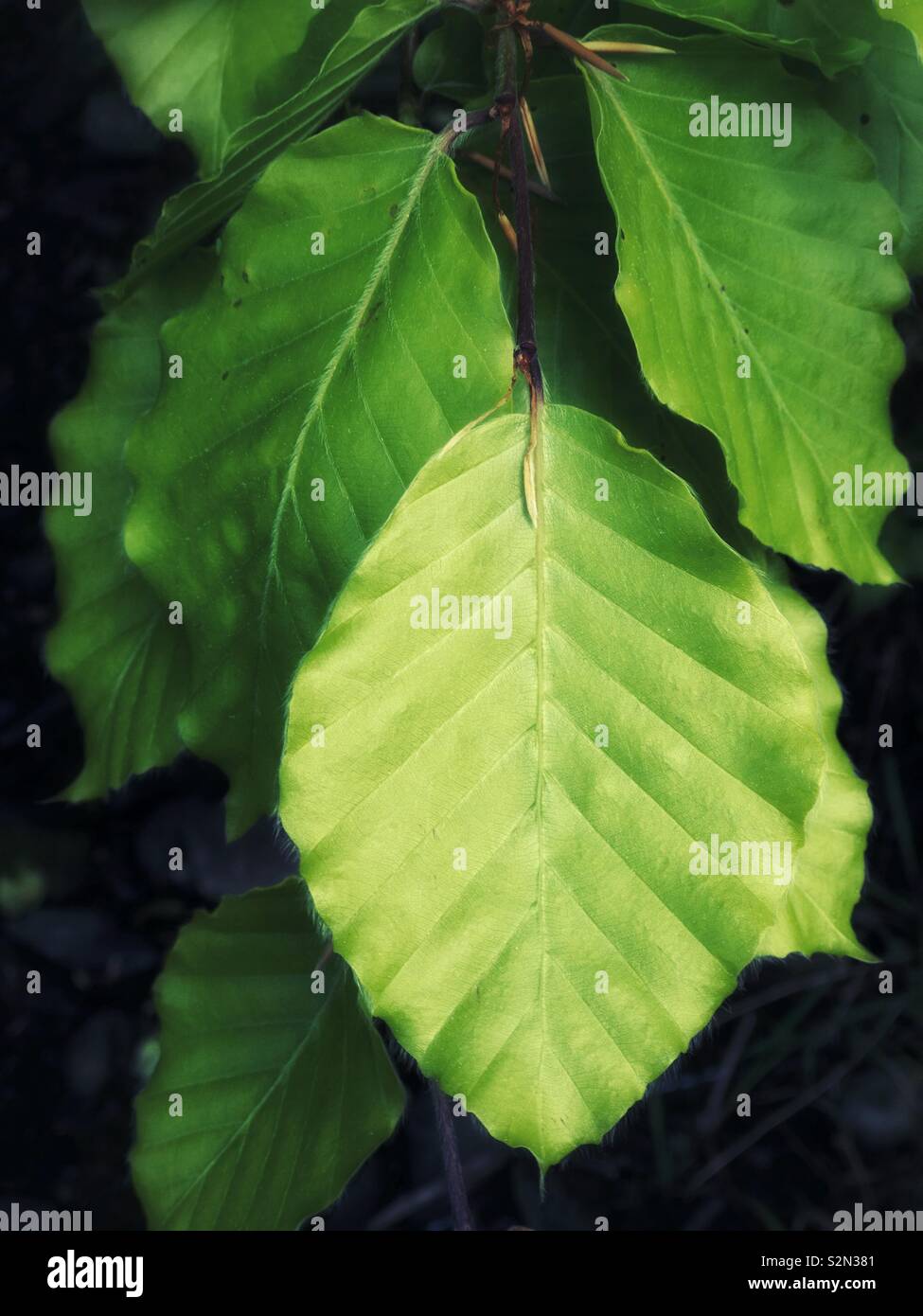 Fresh young beech leaves Stock Photo - Alamy