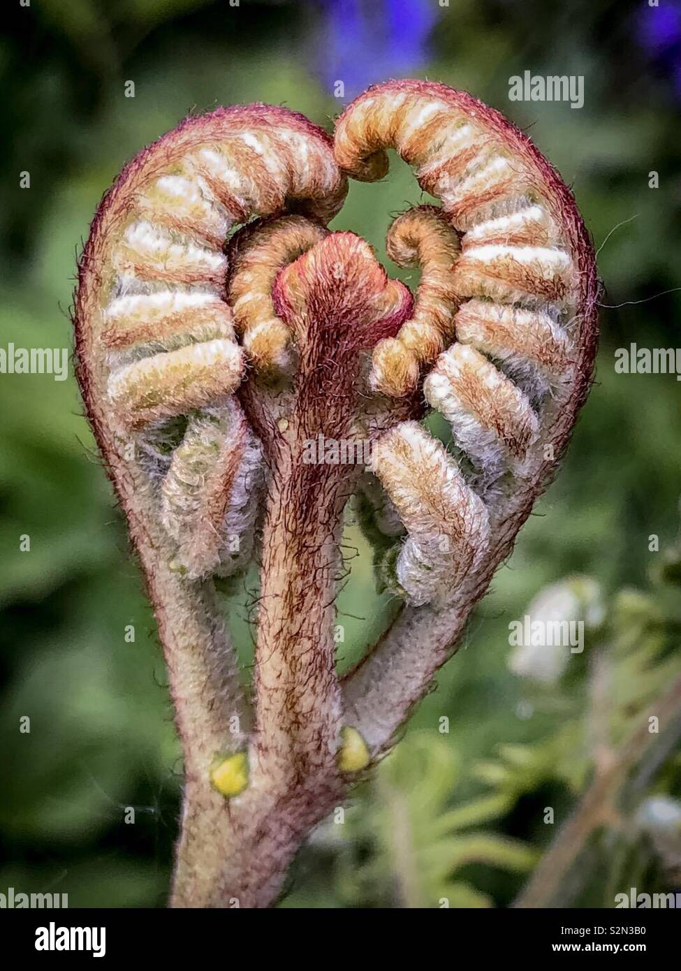Baby fern hi-res stock photography and images - Alamy