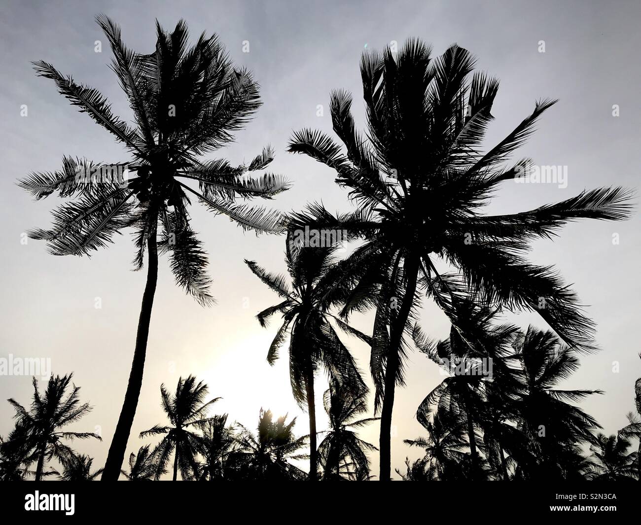 Palm tree wallpaper Stock Photo - Alamy