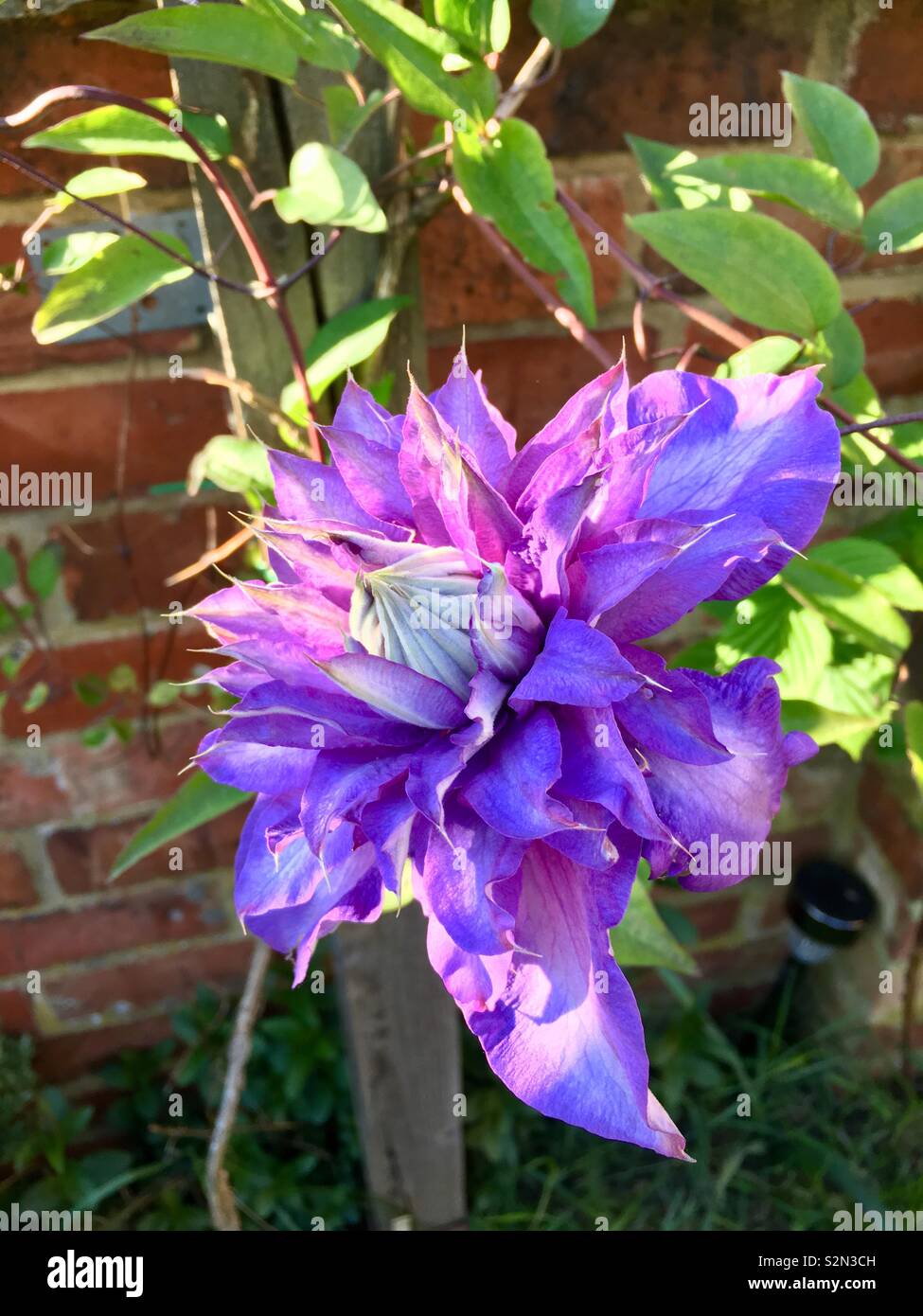 Purple sunshine hi-res stock photography and images - Alamy