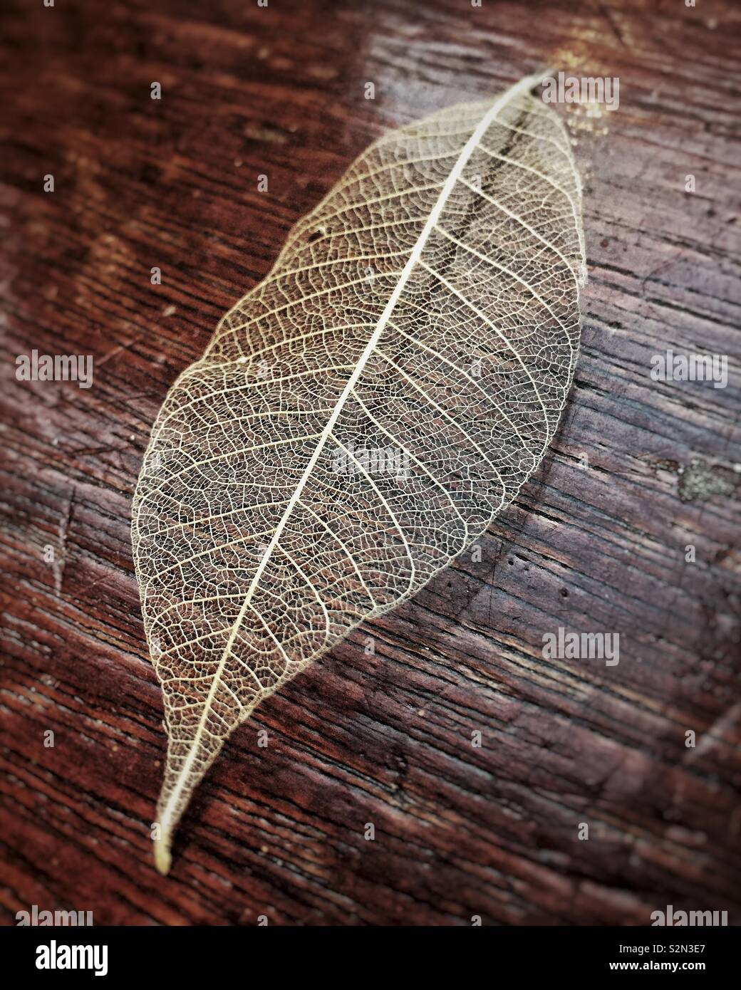 Leaf skeleton hi-res stock photography and images - Alamy
