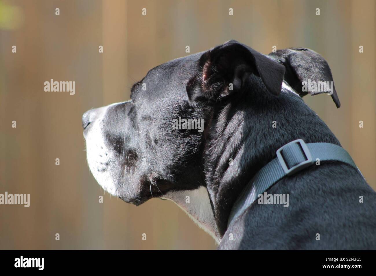 Pitbull Staring into the Sun Stock Photo - Alamy