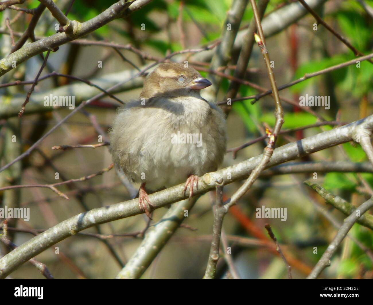 Sleepy baby sparrow Stock Photo - Alamy