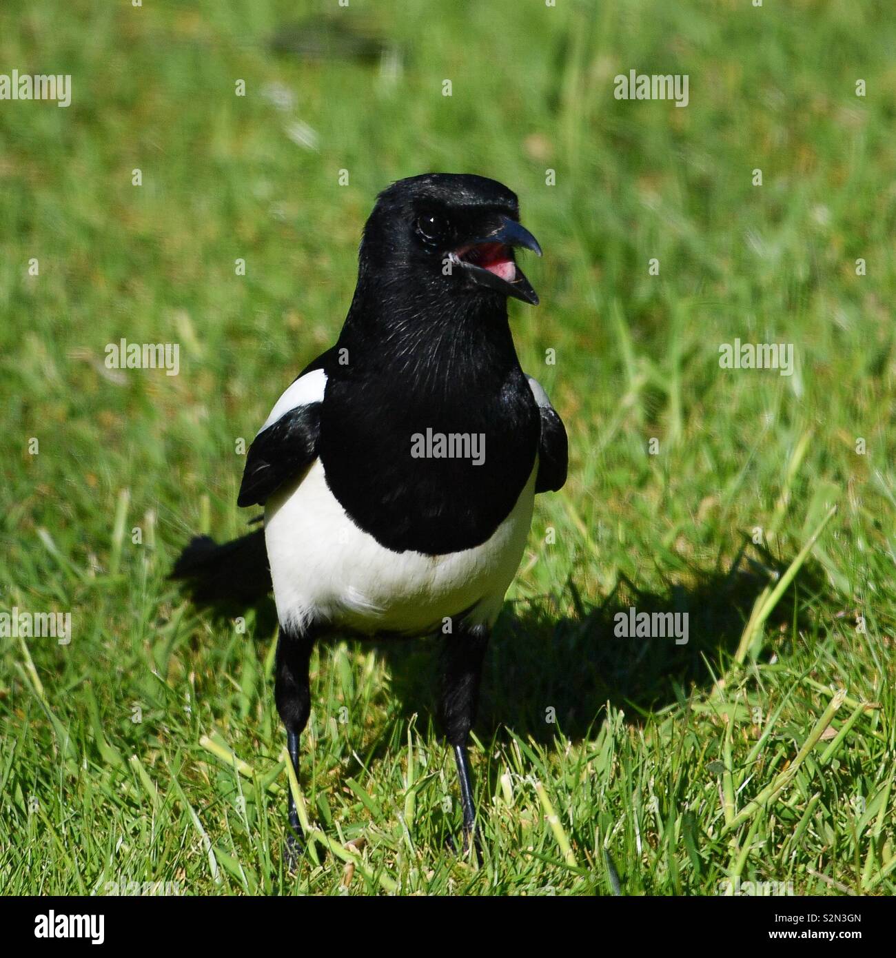 Tongue grass hi-res stock photography and images - Alamy
