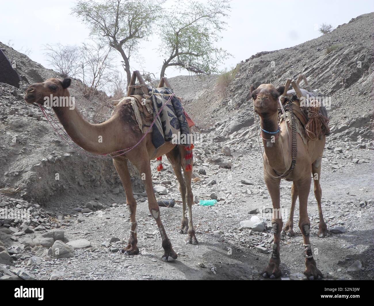 One humped camels hi-res stock photography and images - Alamy