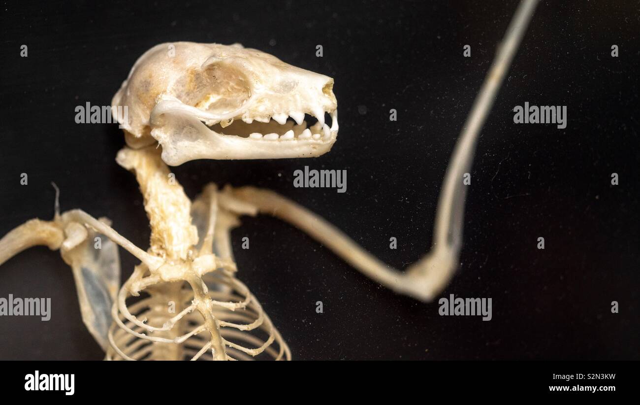 Bat skeleton hi-res stock photography and images - Alamy