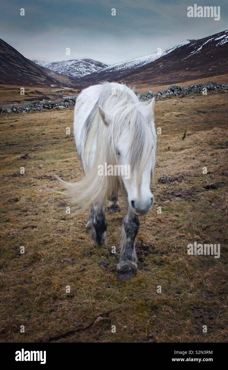 Wild Scottish highland pony Stock Photo - Alamy