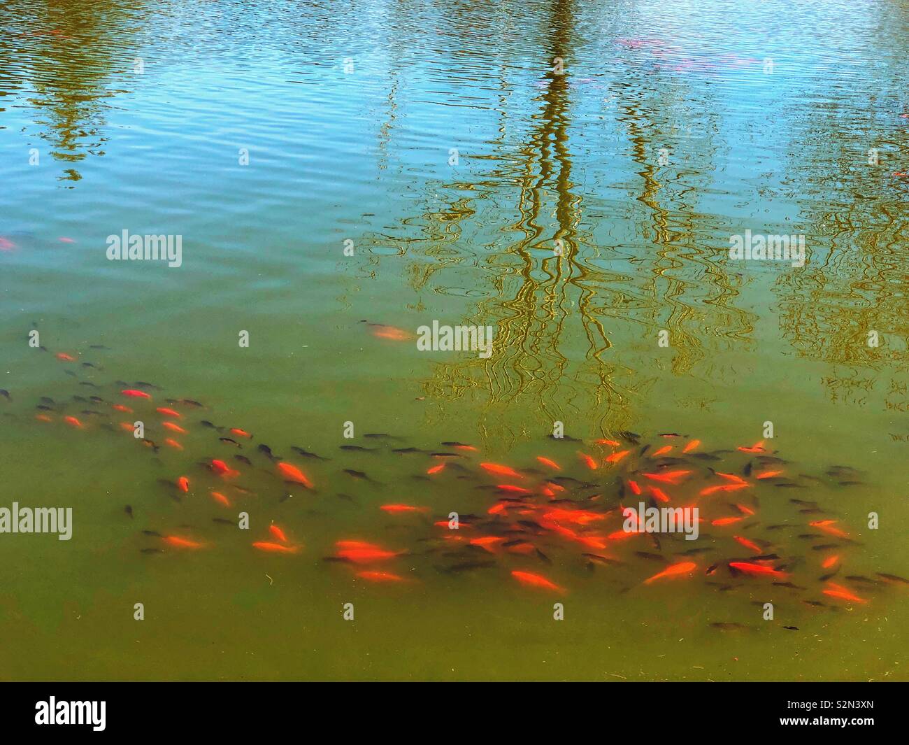 Group of goldfish hi-res stock photography and images - Alamy