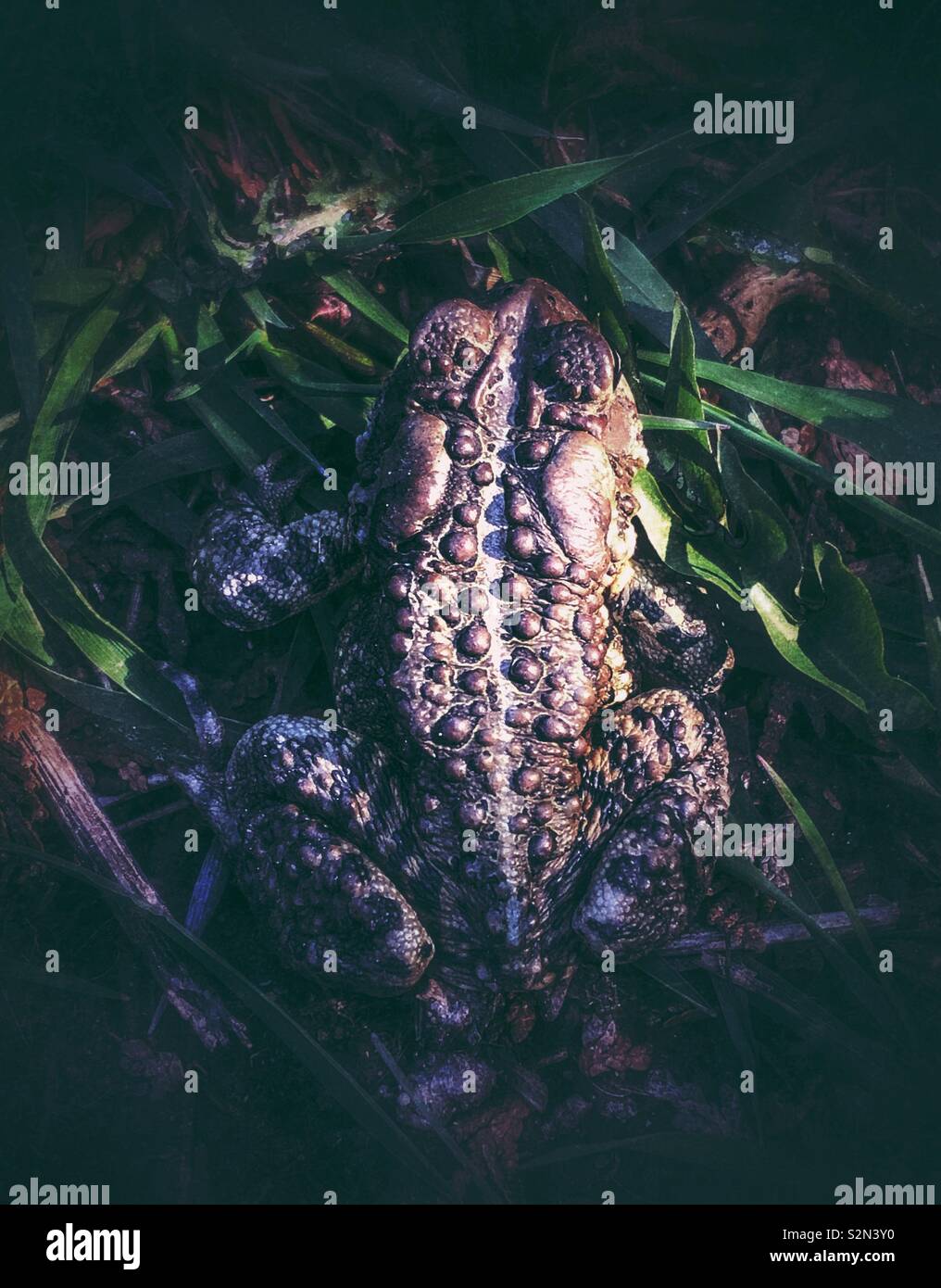 American toad in grass from above with dramatic evening lighting Stock ...