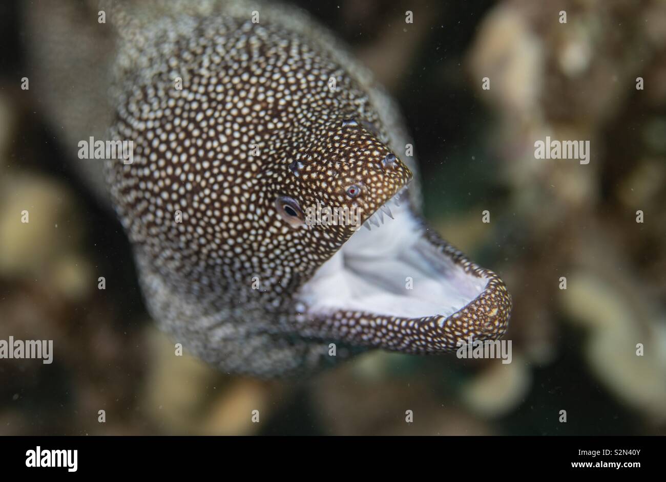 Hawaiian reef fish hi-res stock photography and images - Alamy
