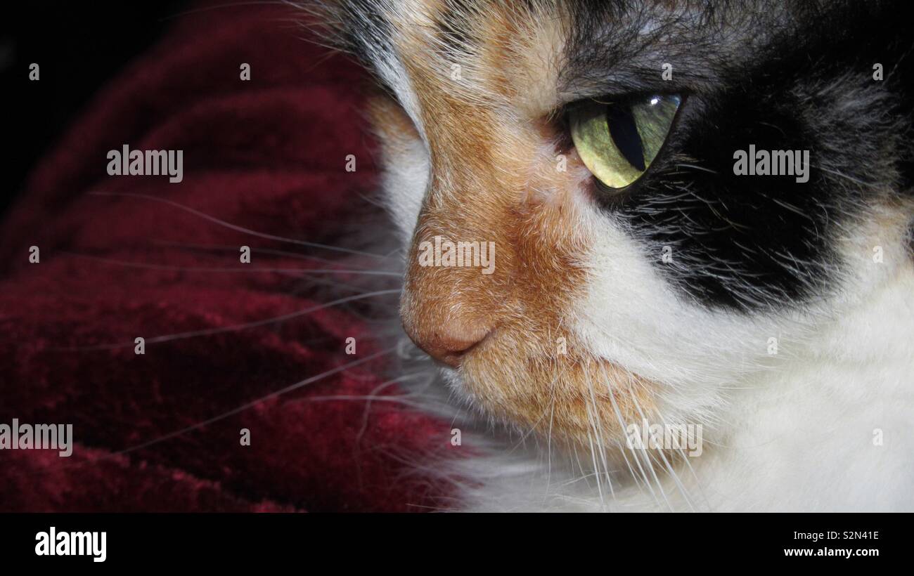 Cat face in profile Stock Photo - Alamy