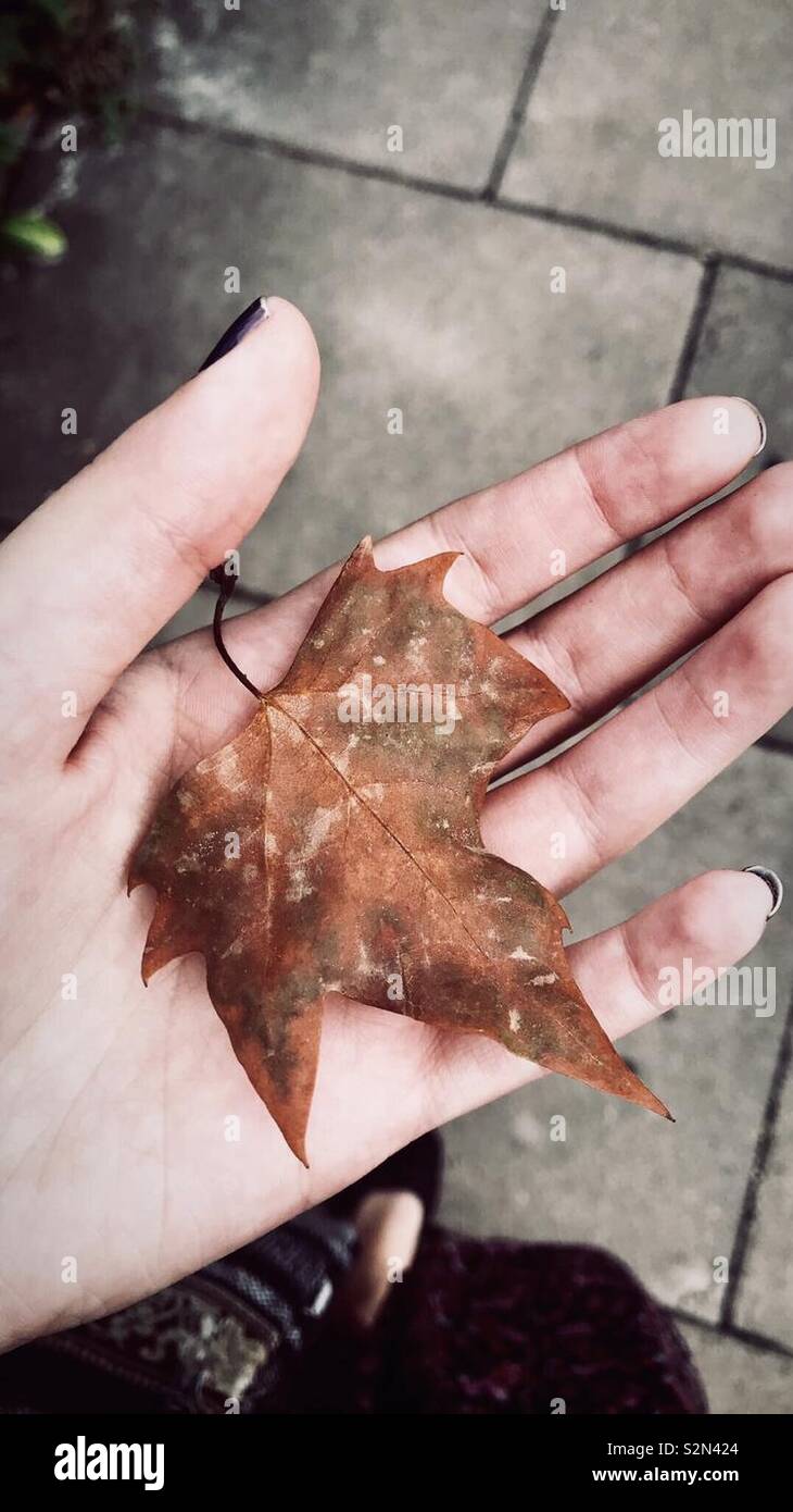 Fall Leaf in hand Stock Photo - Alamy